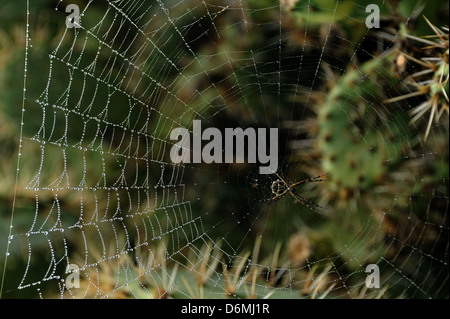 Spider cobweb in the morning at Californian cactus Stock Photo - Alamy