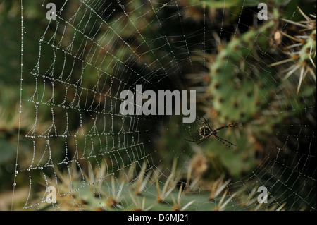 Spider cobweb in the morning at Californian cactus Stock Photo - Alamy