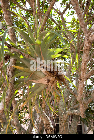Air Plant Bromeliad Stock Photo - Alamy