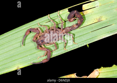 Scorpion on a palm leaf in rainforest, Ecuador Stock Photo - Alamy