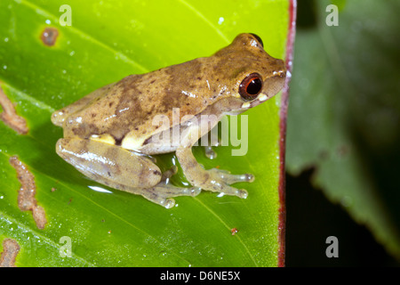 Short-headed Treefrog (Dendropsophus brevifrons) from Ecuador Stock ...
