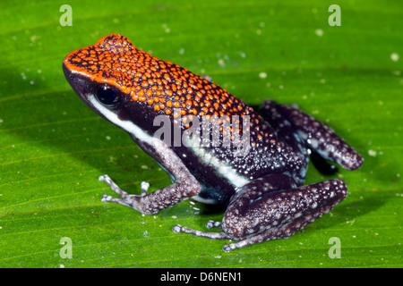 Ruby Poison Frog (Ameerega parvula) from the rainforest of La Selva ...