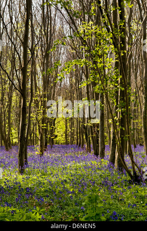 Bluebell woods taken Near Kingsdown and South Wraxall, Somerset, uk ...