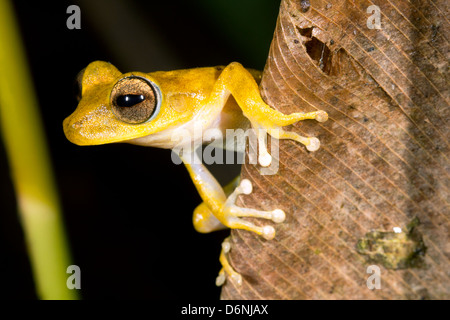 Tree frog (Hypsiboas fasciatus). This nocturnal frog is found in ...