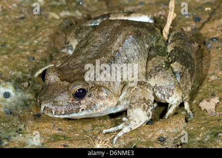 Dwarf Jungle Frog (Leptodactylus wagneri) in a rainforest puddle ...