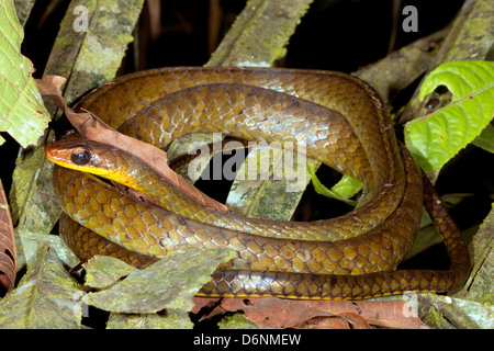Smooth machete snake (Chironius scurrulus Stock Photo - Alamy