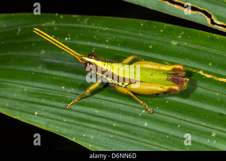 Grasshopper on a leaf in the rainforest, Ecuador Stock Photo - Alamy