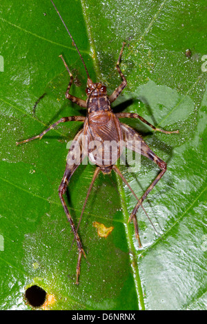 Cricket on a leaf in rainforest, ecuador Stock Photo - Alamy