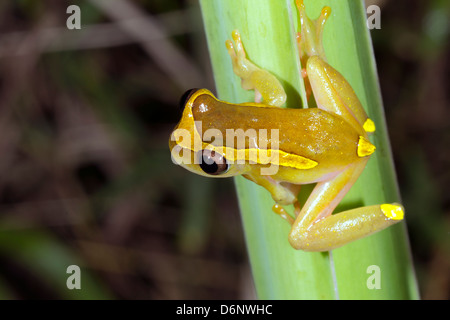 Upper Amazon Treefrog (Dendropsophus bifurcus), female sitting on a ...