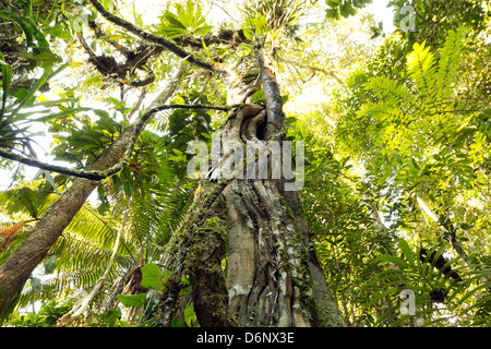 Looking up a liana tangled tree trunk to the rainforest canopy in ...
