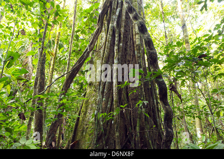 Monkey ladder vine, Bauhinia sp, in the primary tropical rainforest ...