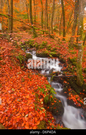 A long exposure of a stream running through a lush green forest Stock ...
