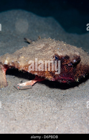 A rare rough back walking batfish (Ogcocephalus parvas) that usually ...