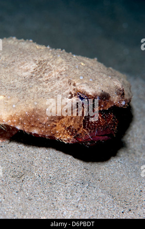 A rare rough back walking batfish (Ogcocephalus parvas) that usually ...