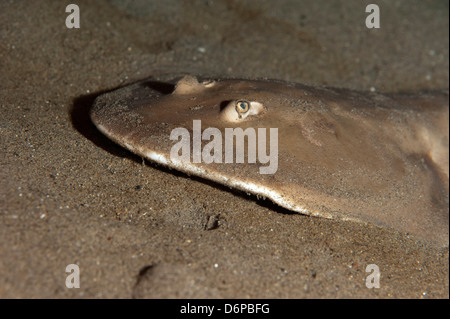 LESSER ELECTRIC RAY NARCINE BRASILIENSIS Stock Photo - Alamy