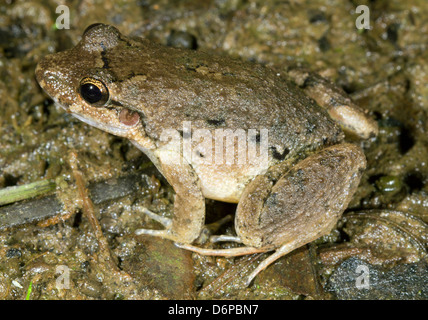 Dwarf Jungle Frog (Leptodactylus wagneri) in a rainforest puddle ...