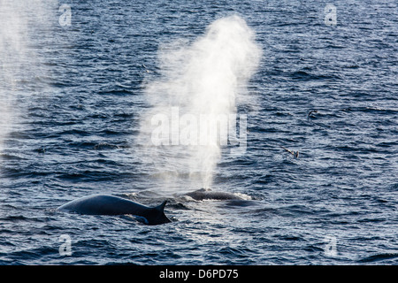 Fin whale, fin whales (Balaenoptera physalus), Baleen whales, Marine ...