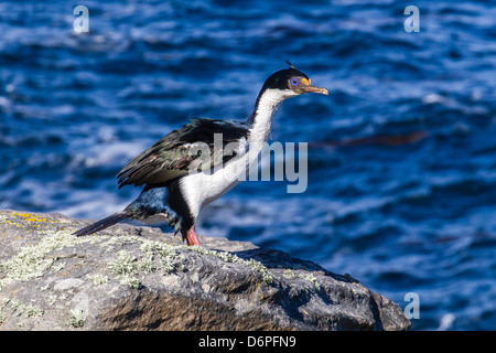 Imperial Shag (Phalacrocorax atriceps albiventer) carrying vegetation ...