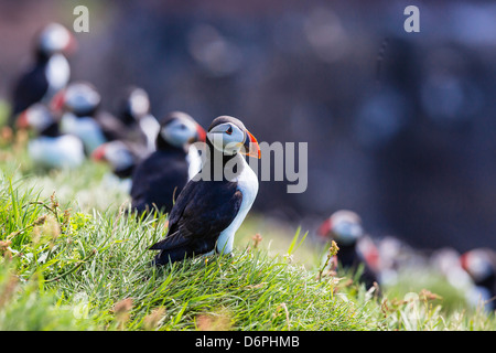 A large group of Atlantic Puffins on breeding grounds, Farne Isles ...