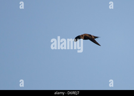 Cave Swiftlet (Collocalia linchi linchi), Cave group, in flight in Bali ...