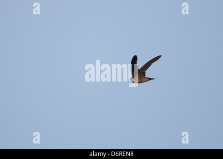 Cave Swiftlet (Collocalia linchi linchi), Cave group, in flight in Bali ...