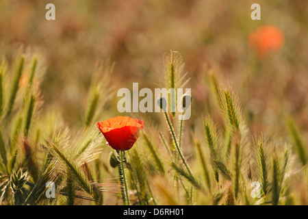 Lone poppy in a grassy field - Nature and wildflowers - Navarre, Spain ...