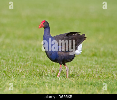New Zealand Pukeko bird standing on rock Stock Photo - Alamy