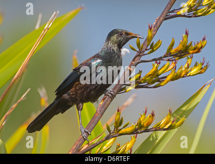 A tui (Parson bird, Prosthemadera novaeseelandiae) - a native New ...