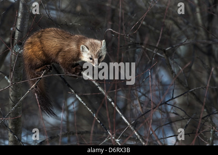 (Martes americana), Pine Marten hunting in pine tree, Canada Stock ...