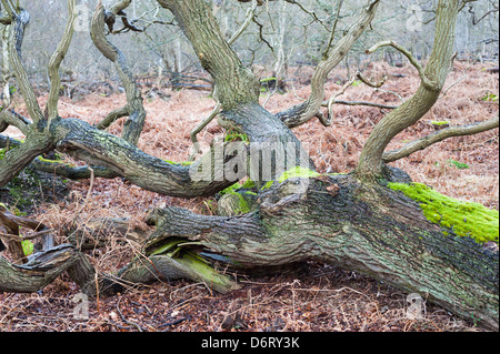 fallen oak tree Stock Photo - Alamy