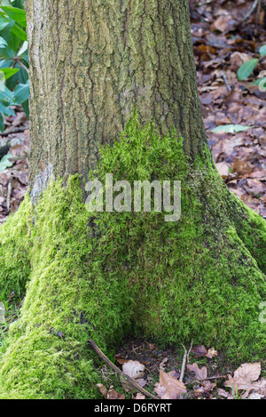 . On base Stock Photo - Alamy