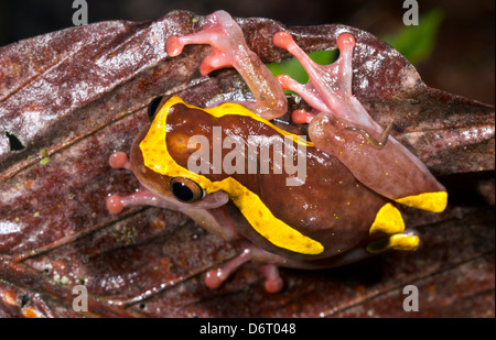 Upper Amazon Treefrog (Dendropsophus bifurcus), female sitting on a ...