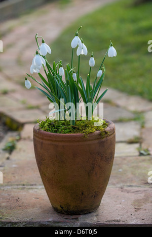 Snowdrops, potted up in terracotta pot, brightening up a winter patio ...
