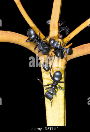 Turtle Ants (Cephalotes Stock Photo - Alamy
