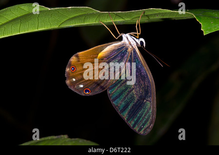 Glasswing butterfly (Cithaerias sp. fam. Satyridae) roosting in the ...