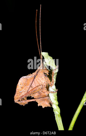 Leaf mimic bush cricket on a branch. This bush cricket (family ...