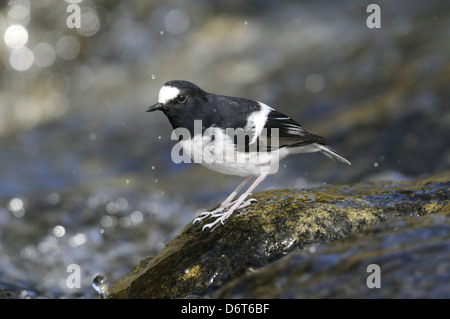 Birds, Little Forktail, Enicurus scouleri bird on water, Pangi ...
