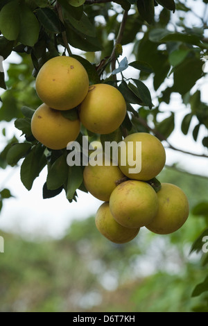 Grapefruit (Citrus X paradis). Cluster of fruits ripening on a tree ...