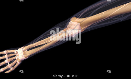 Female elbow and forearm skeletal anatomy, back, posterior view. Full ...