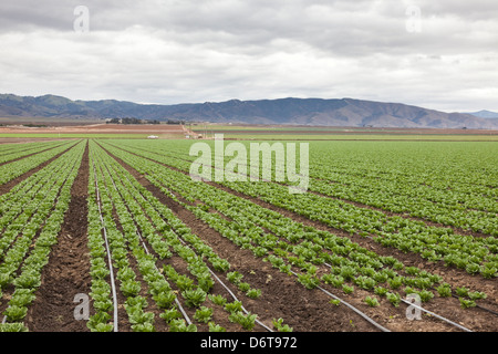 USA, California, Soledad, Lettuce crop Stock Photo - Alamy