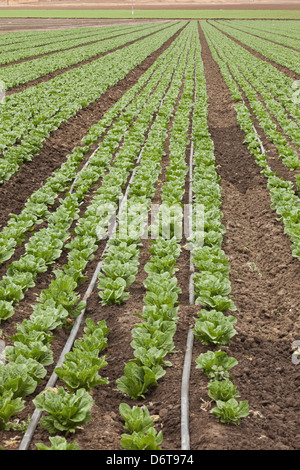 USA, California, Soledad, Lettuce crop Stock Photo - Alamy