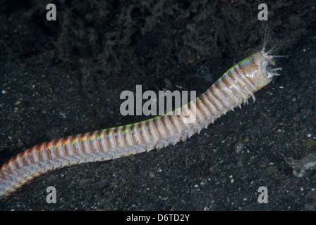 Bobbit Worm (Eunice aphroditois) adult, feeding on small worm, in hole ...