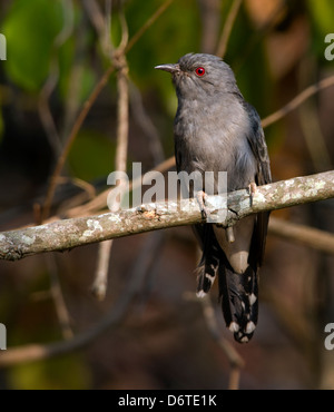Grey-bellied Cuckoo, Grey-bellied Cuckoos, Animals, Birds, Cuckoo birds ...