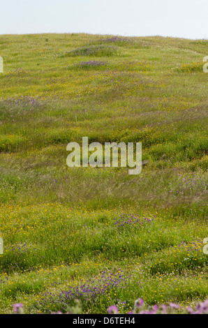 Rolling grass field with flowers Stock Photo - Alamy