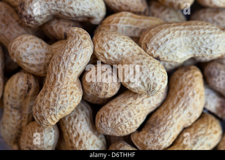 A closeup of the bunch of roasted and salted peanuts isolated on a red ...