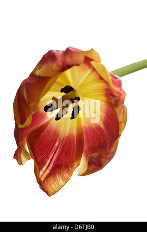 Dieing Red Tulip Stock Photo - Alamy
