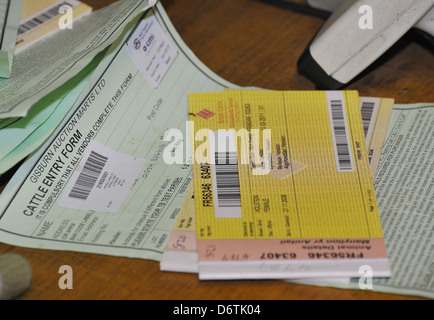 Cattle farming, cattle passports at livestock market, Gisburn Auction ...