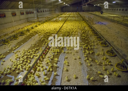 Chicken farming, one-day old Ross 308 broiler chicks with automatic ...