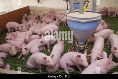 Pig farming, weaner piglets, with automatic feeders and heat lamps, on ...