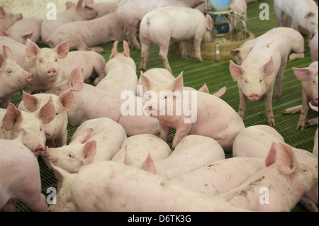 Pig farming, weaner piglets, with automatic feeders and heat lamps, on ...